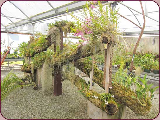 Orchid Log Photos Page 3