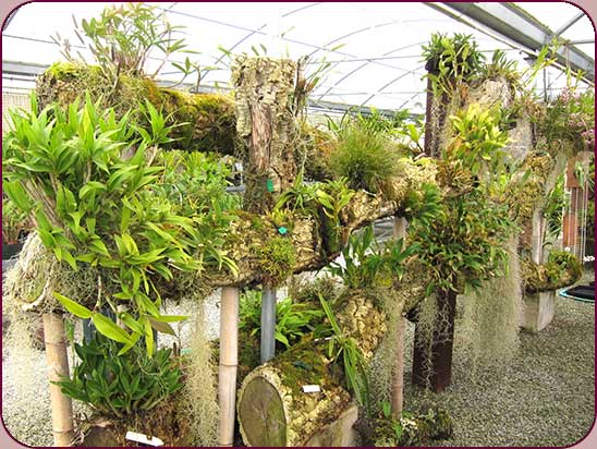 Orchid Log Photos Page 4