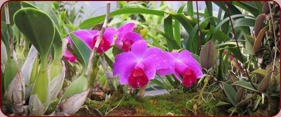 California Orchids --- More about Orchid Logs (page 2)