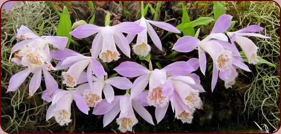 California Orchids --- More about Orchid Logs (page 1)