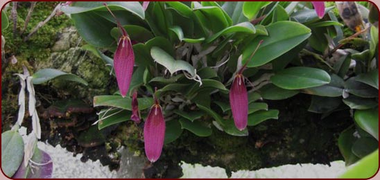 California Orchids --- More about Orchid Logs (page 3)